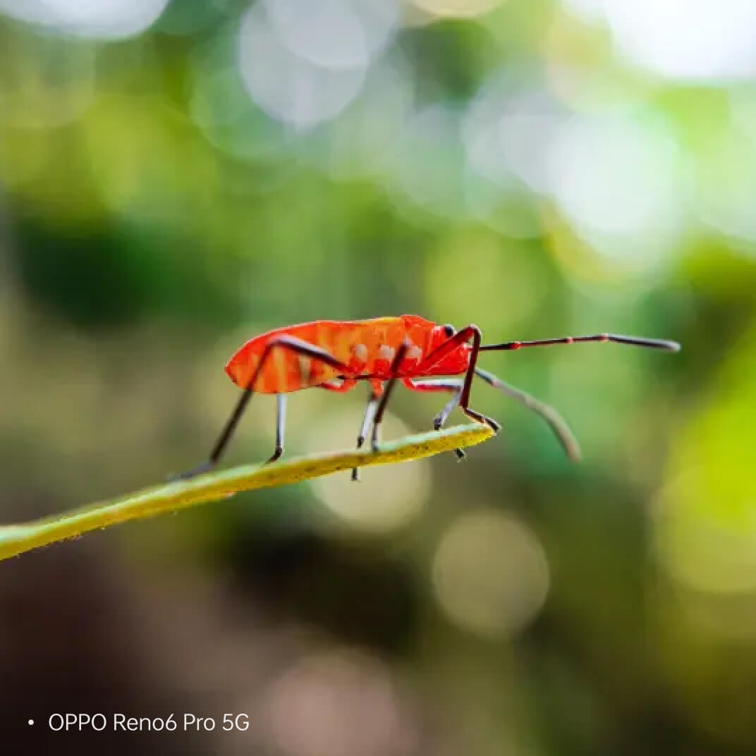 6 Tips For Taking Amazing Macro Photos With Your Mobile Phone | OPPO India