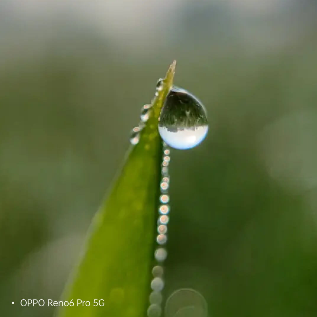 6 Tips For Taking Amazing Macro Photos With Your Mobile Phone | OPPO India